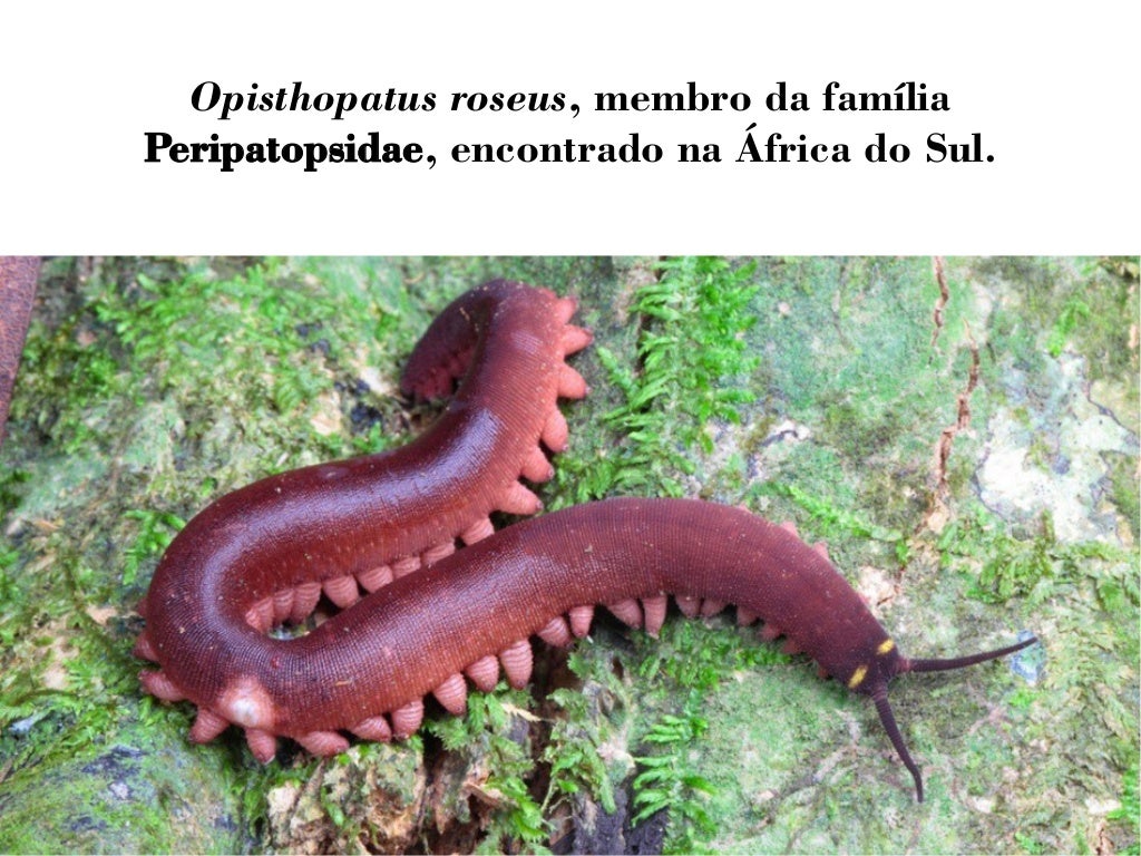 Onychophora slides