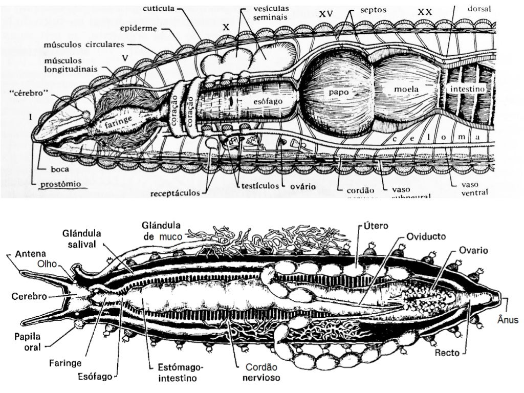 Onychophora slides