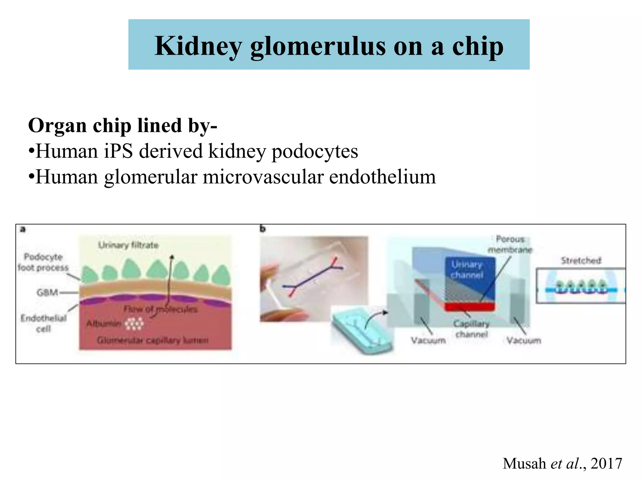 Organ on a chip- replacement of laboratory animal | PPTX