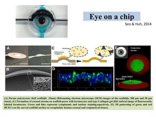 Organ on a chip- replacement of laboratory animal | PPTX