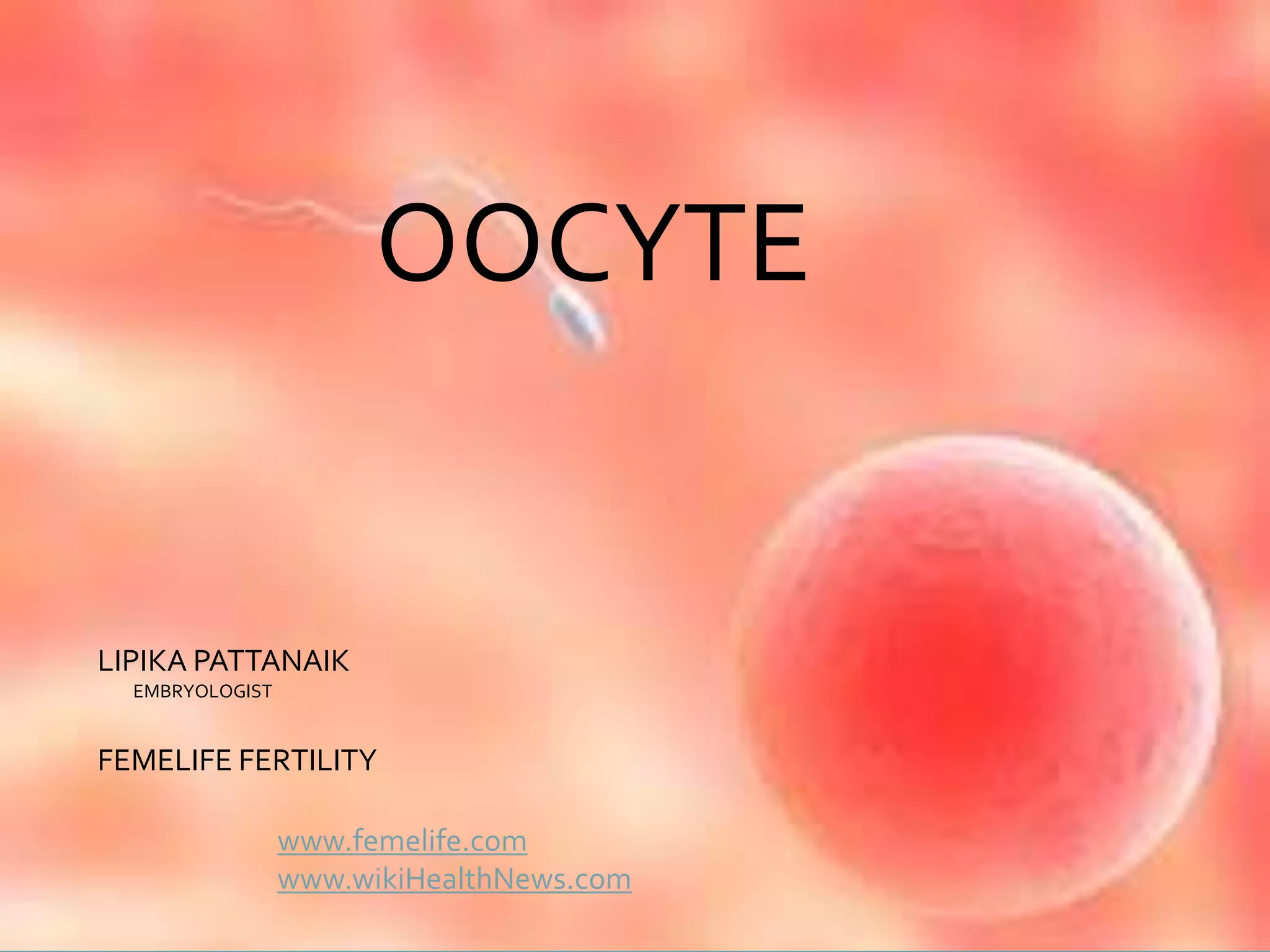 Oocyte | PPTX