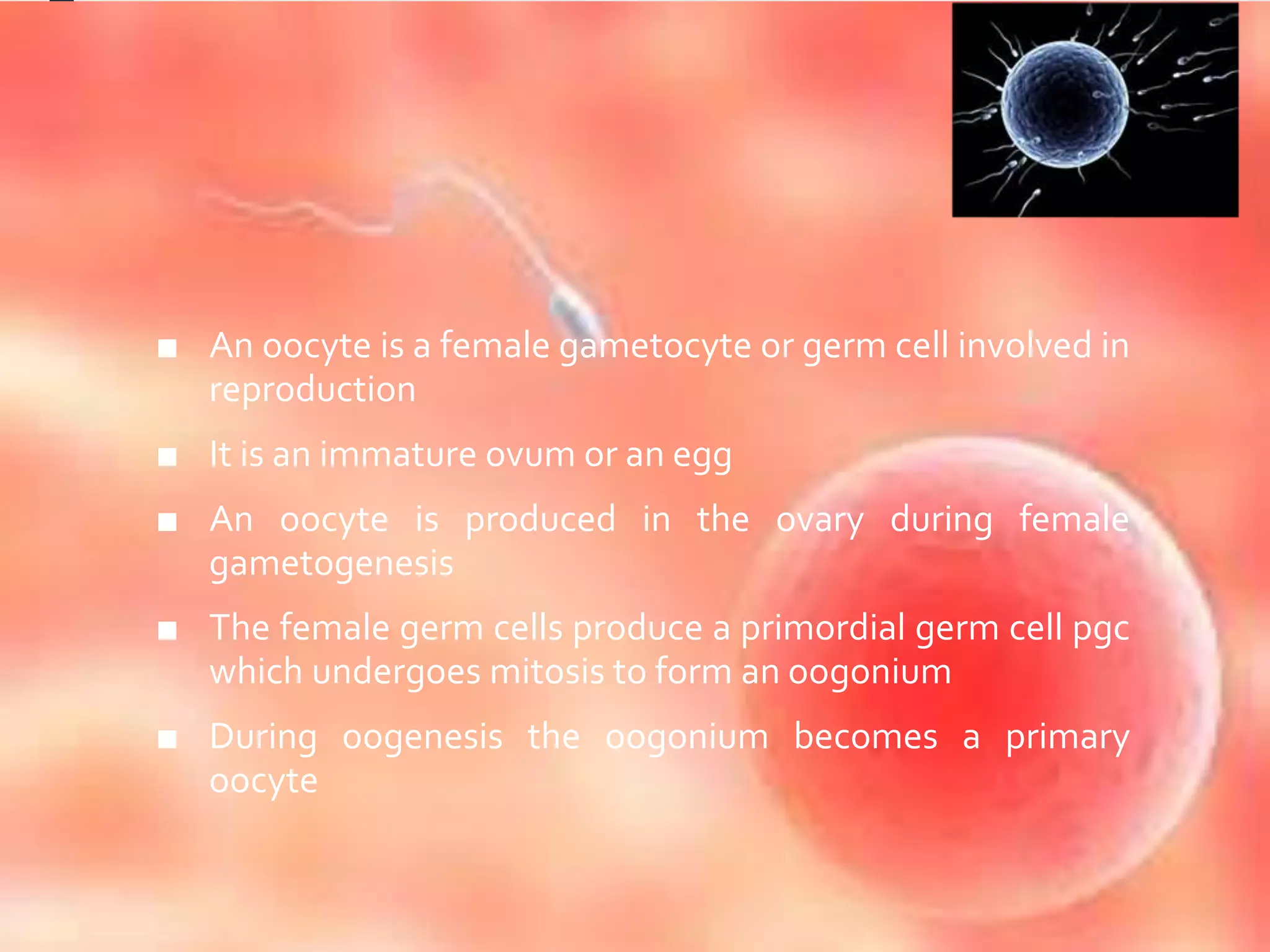 Oocyte | PPTX