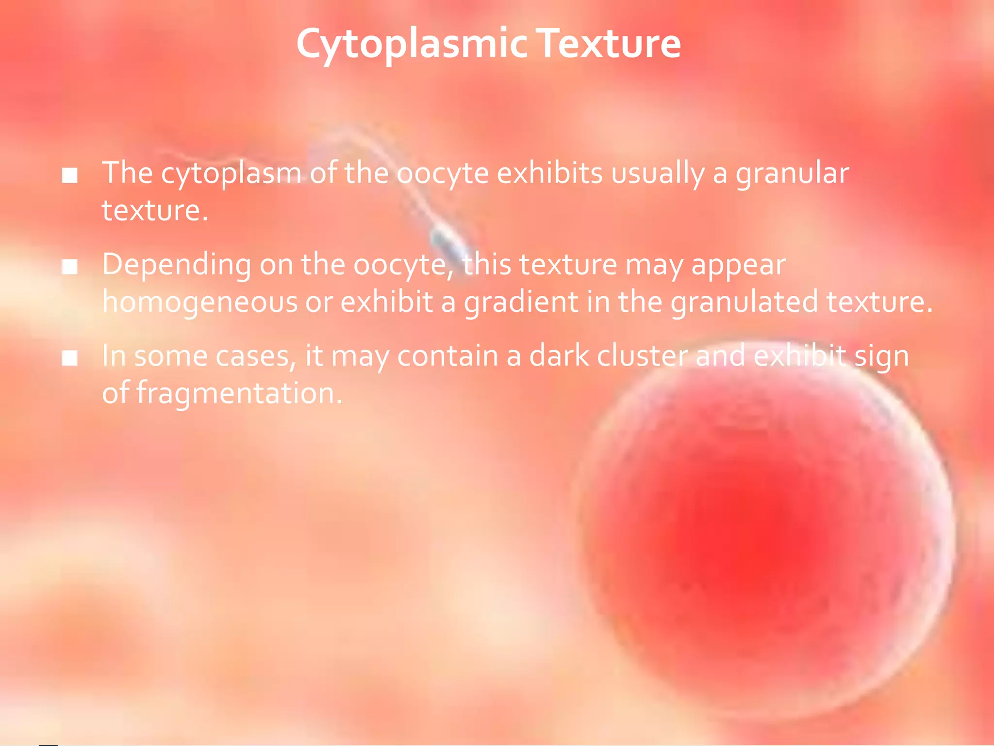 Oocyte | PPTX