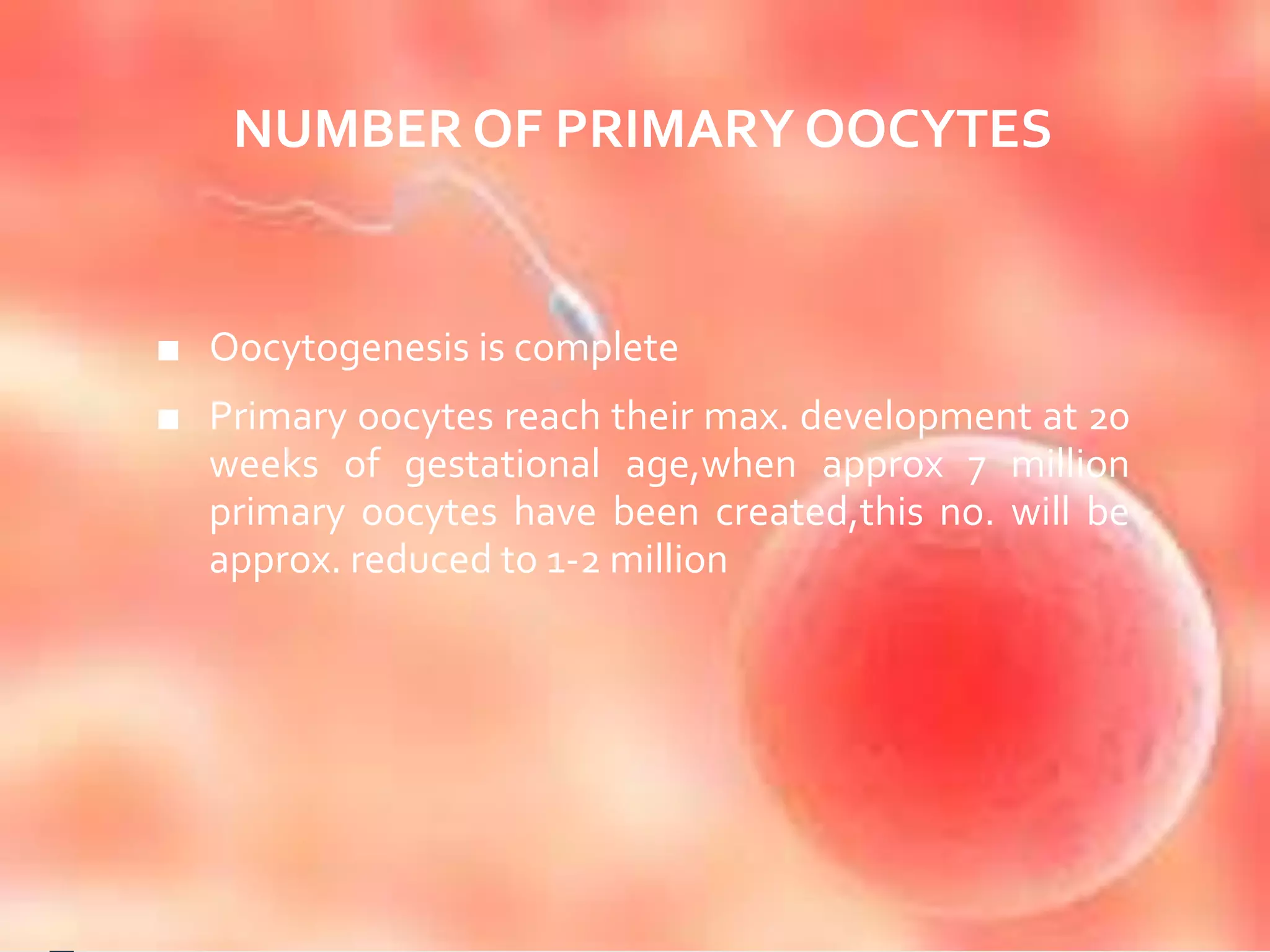 Oocyte | PPTX