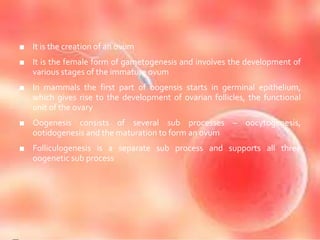 Oocyte | PPTX