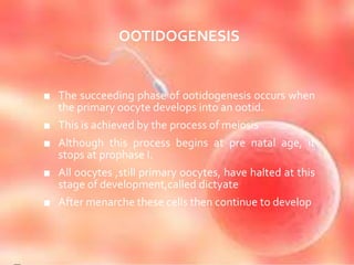 Oocyte | PPTX