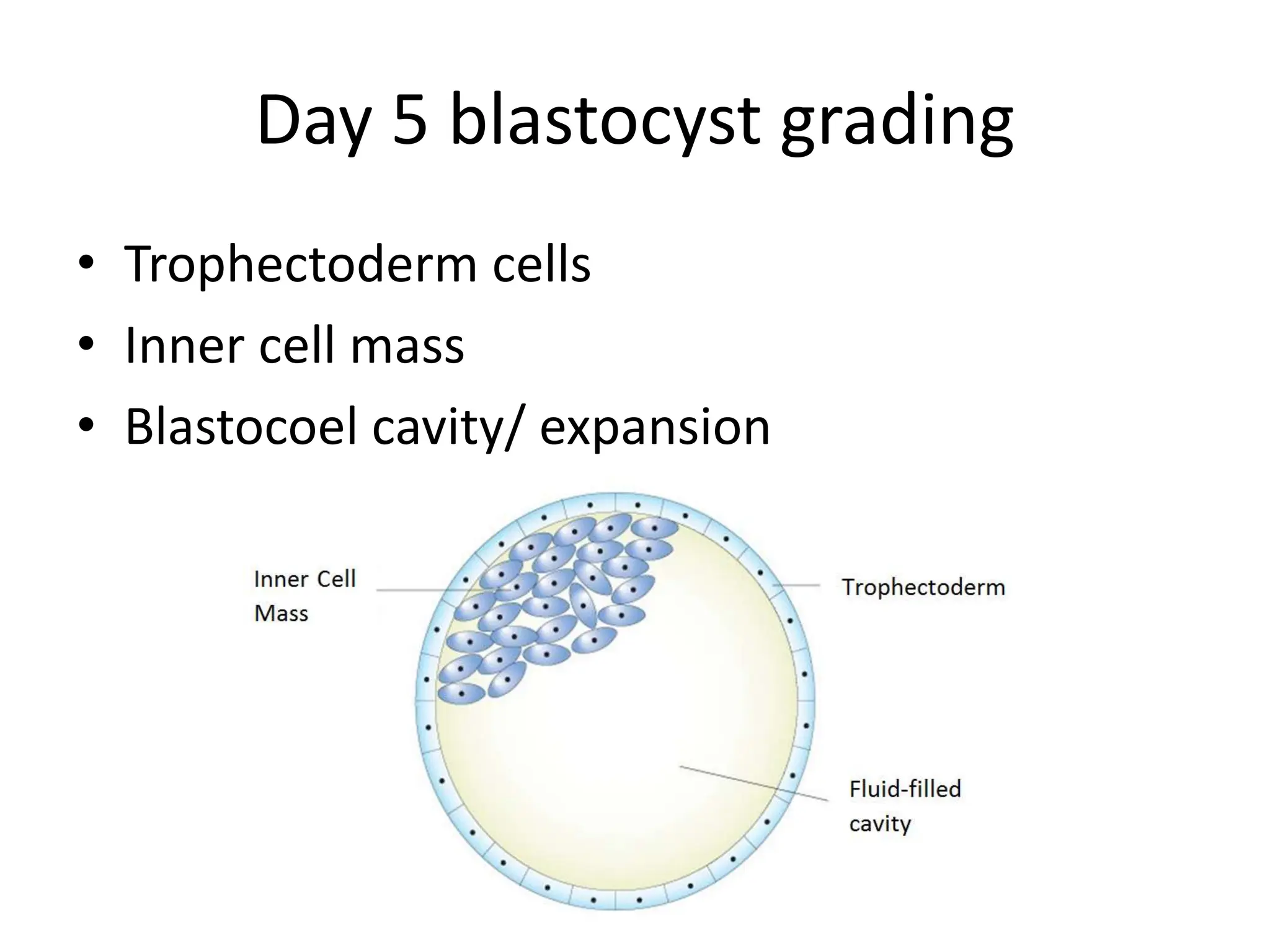 Oocyte and Embryo Grading blastocyst grading.pptx