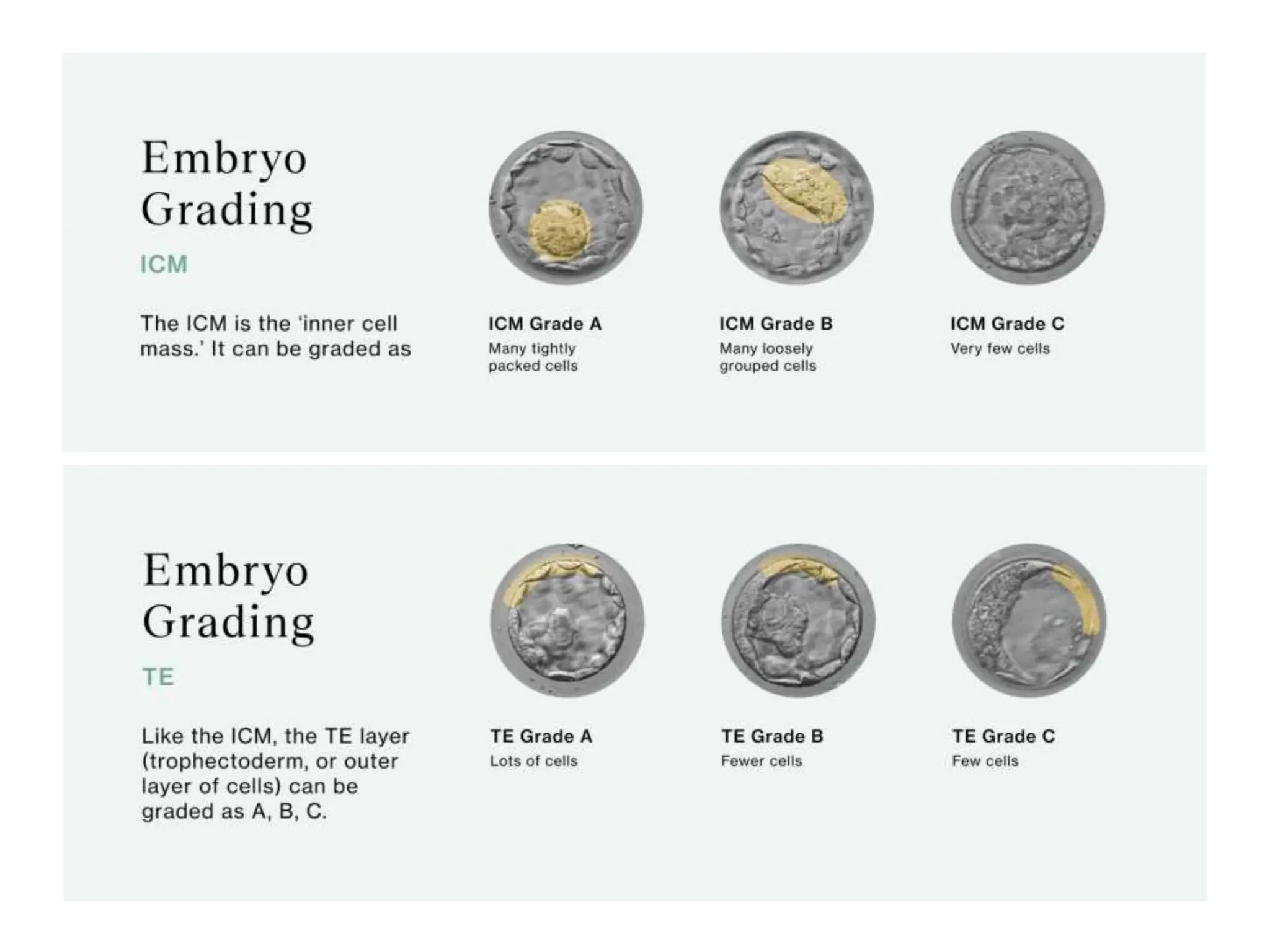 Oocyte and Embryo Grading blastocyst grading.pptx