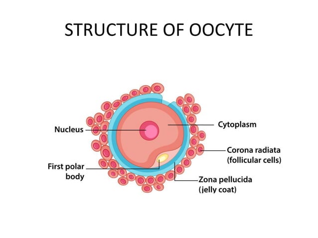 Oocyte and Embryo Grading blastocyst grading.pptx