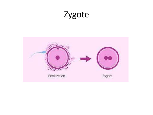 Oocyte and Embryo Grading blastocyst grading.pptx