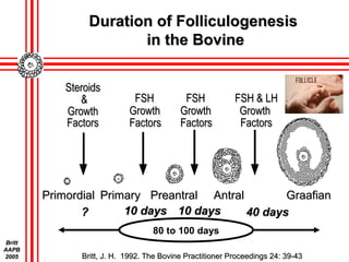 Folliculogenesis In Cattle