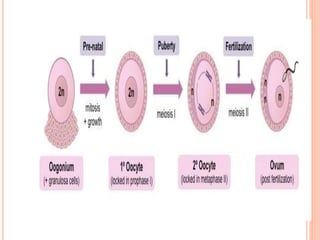 Oocyte grading.pptx... dhsvsusvshshhshsh | PPTX