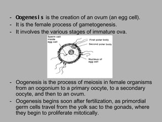 Oogenesis | PPT