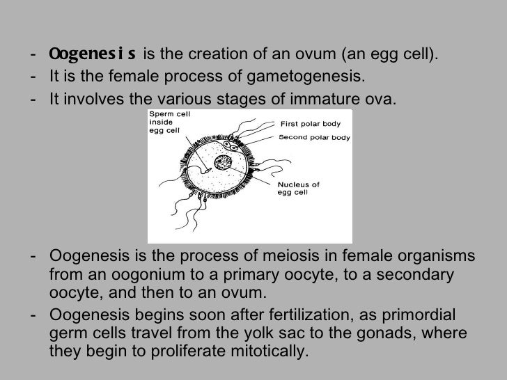 Oogenesis