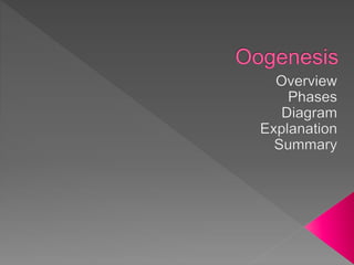 Oogenesis | PPTX