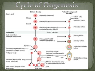 Oogenesis Flowchart