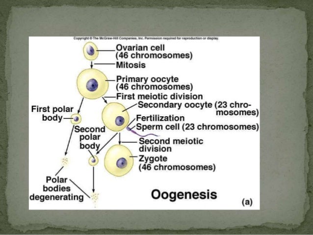 Oogenesis