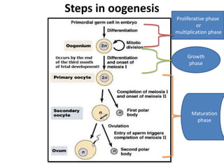 Oogenesis | PPTX