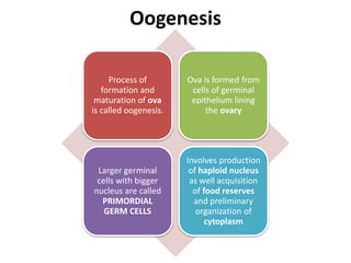 Oogenesis | PPTX