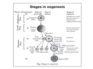 Oogenesis Stages