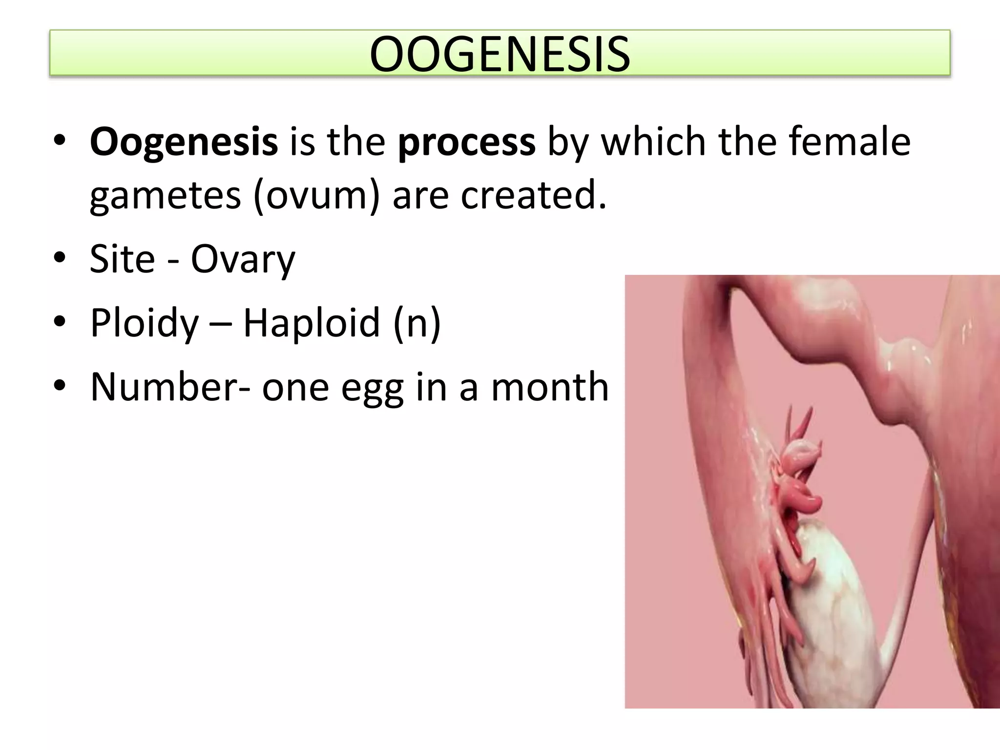 Oogenesis | PPTX