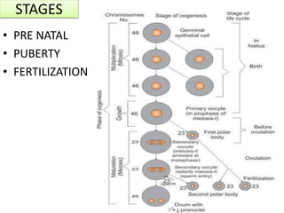 Oogenesis | PPTX