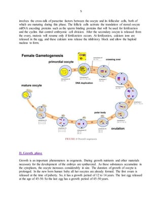 Oogenesis | DOCX
