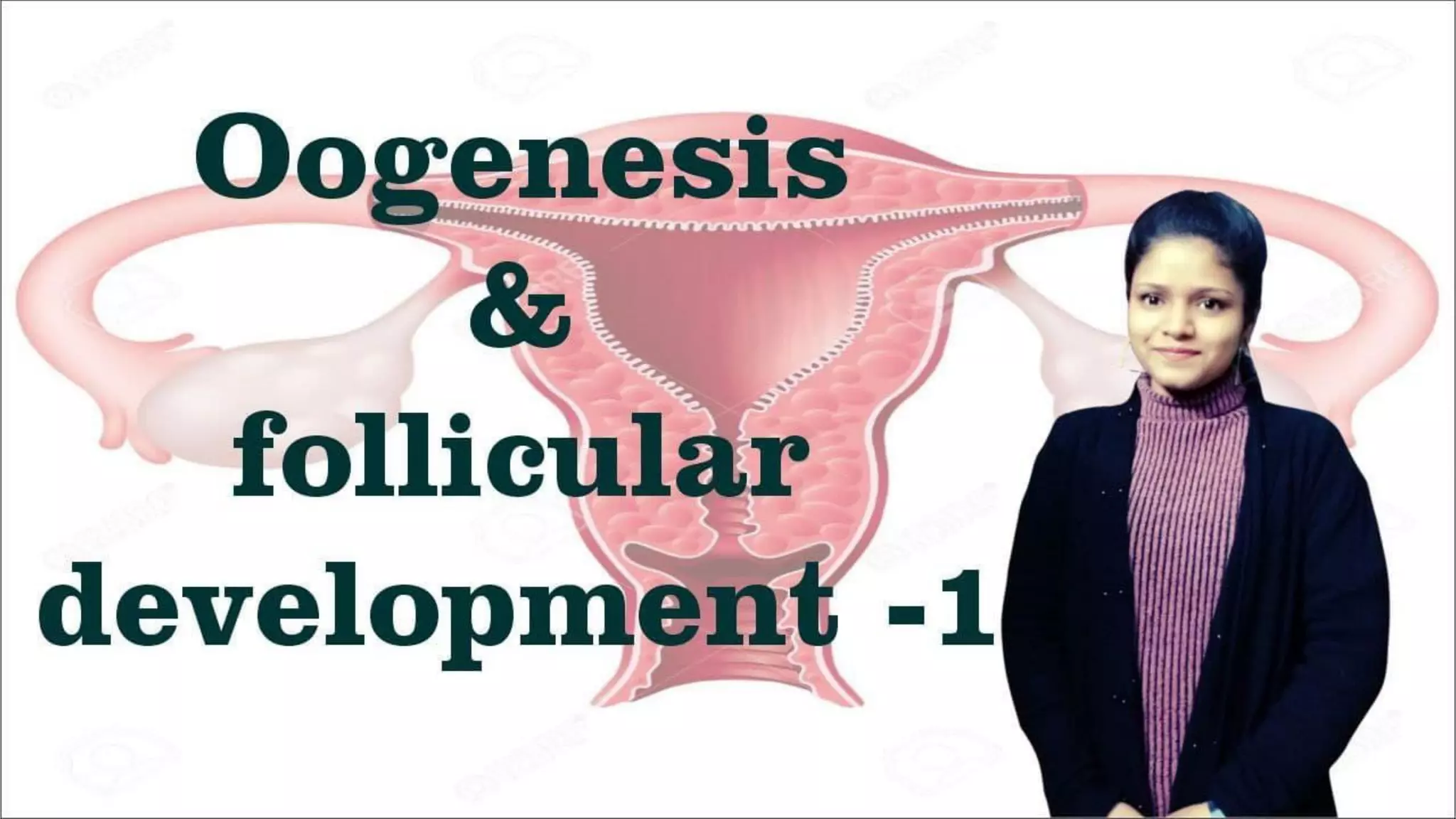 Oogenesis and follicular development Part 1 I Endocrine Physiology I | PDF