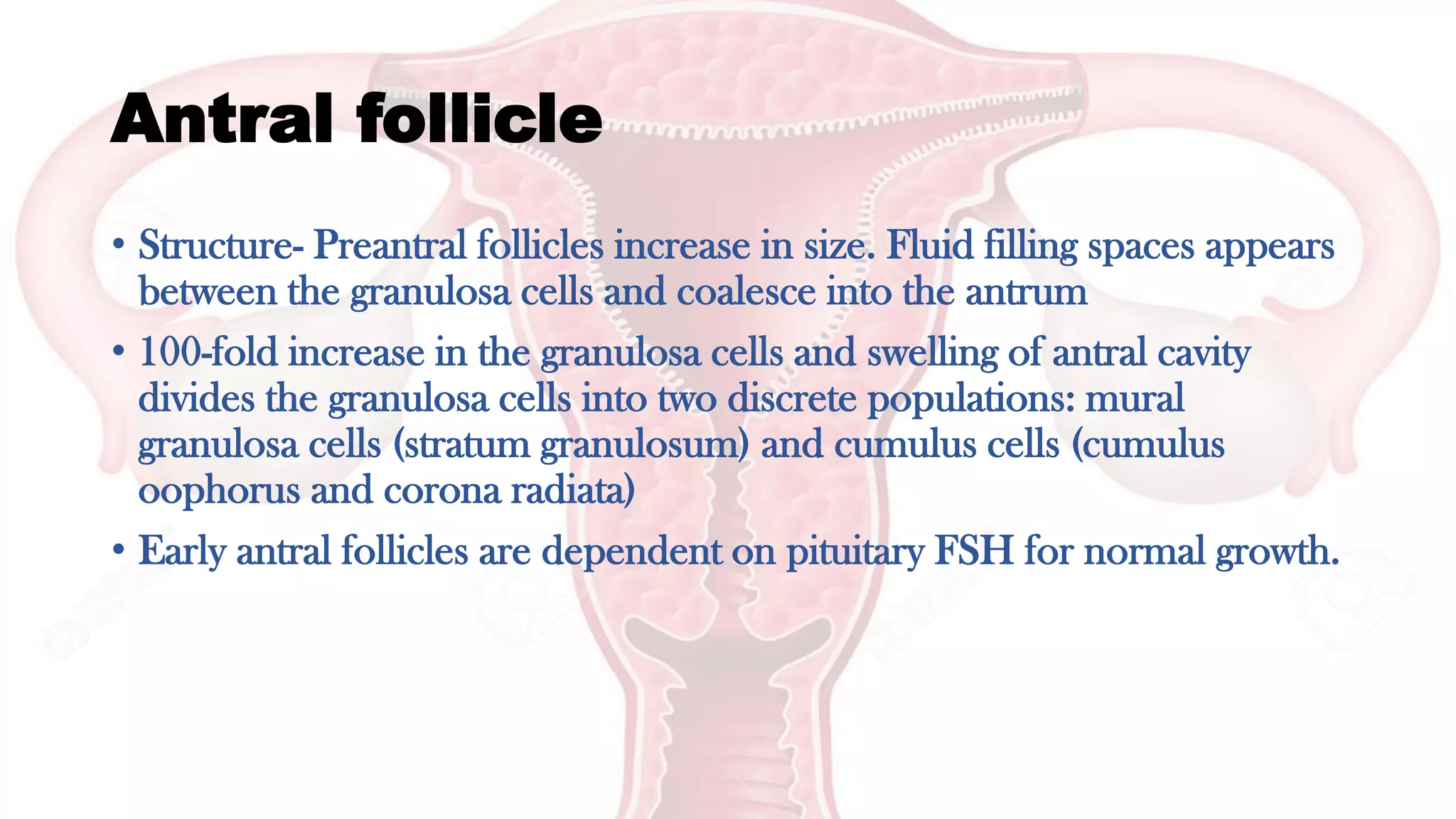 Oogenesis and follicular development Part 1 I Endocrine Physiology I | PDF