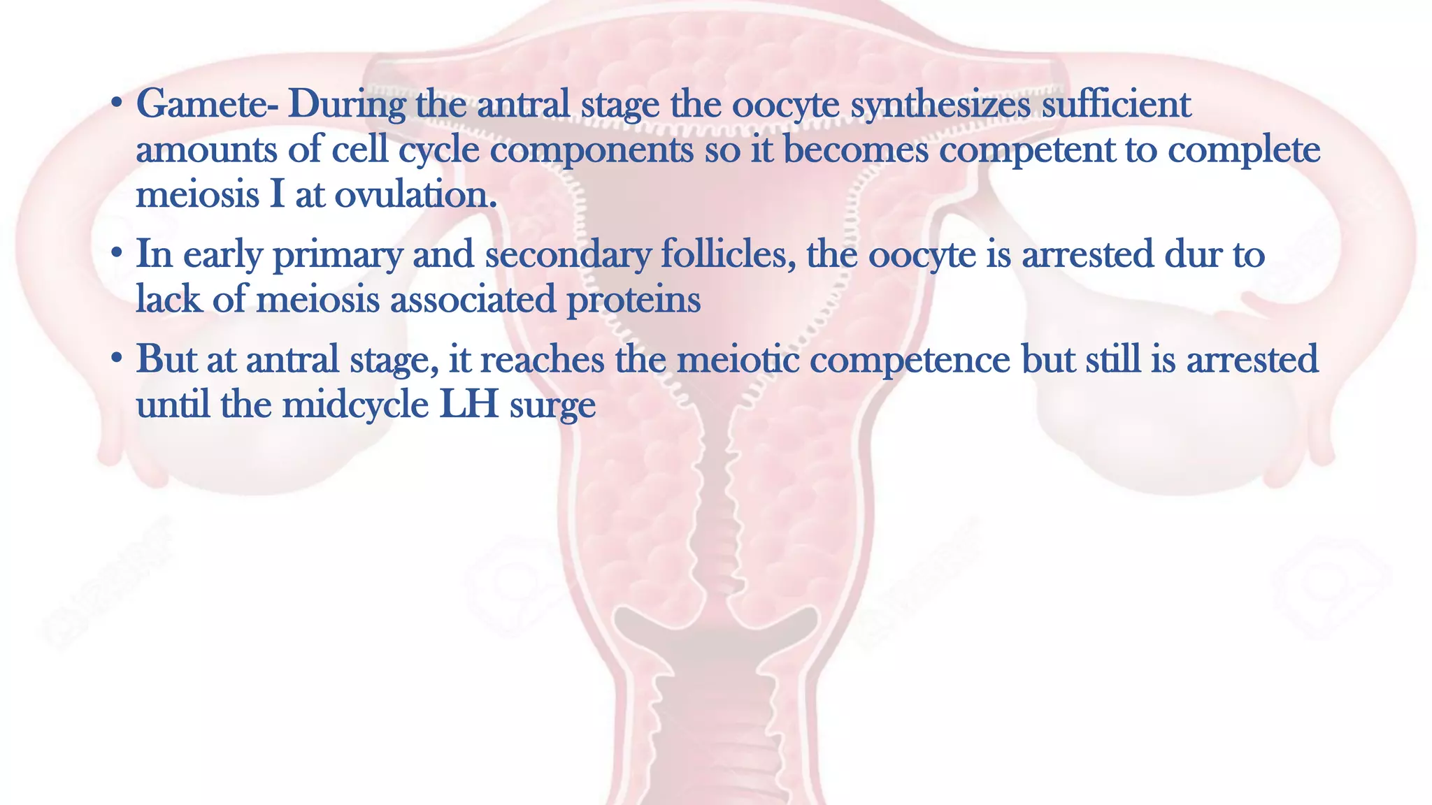 Oogenesis and follicular development Part 1 I Endocrine Physiology I | PDF