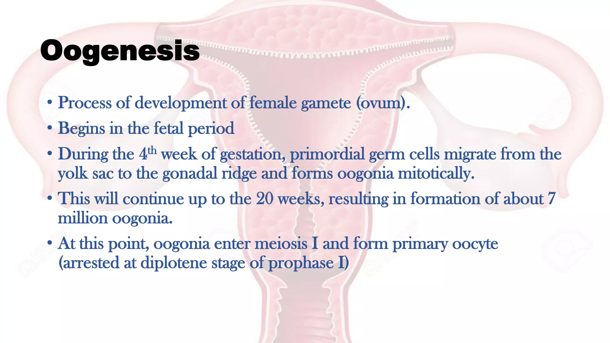 Oogenesis and follicular development Part 1 I Endocrine Physiology I | PDF