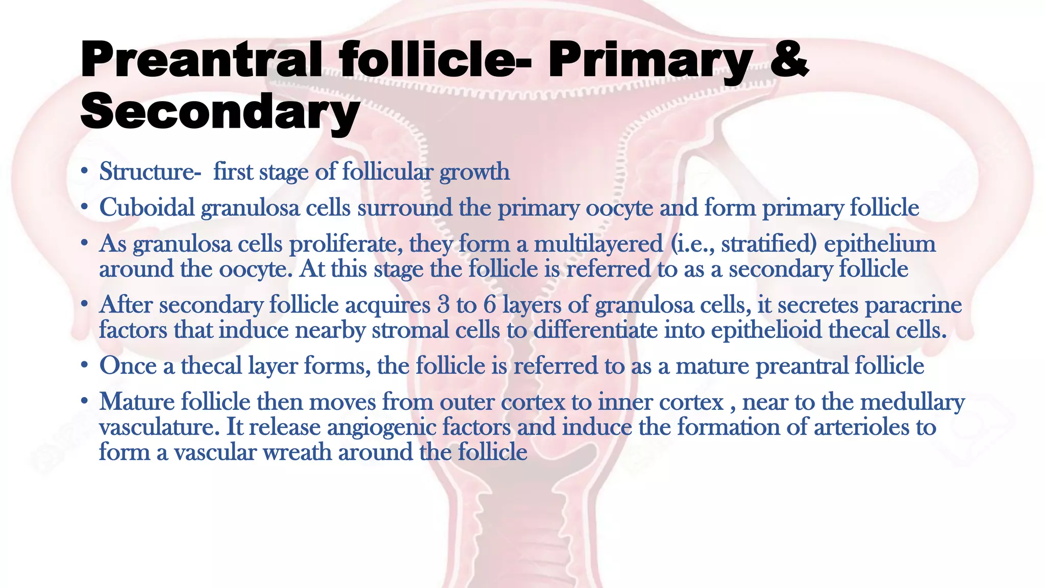 Oogenesis and follicular development Part 1 I Endocrine Physiology I | PDF
