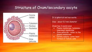 Oogenesisdddddhdzgdjgkkhtshdthdhtsghtd.pdf