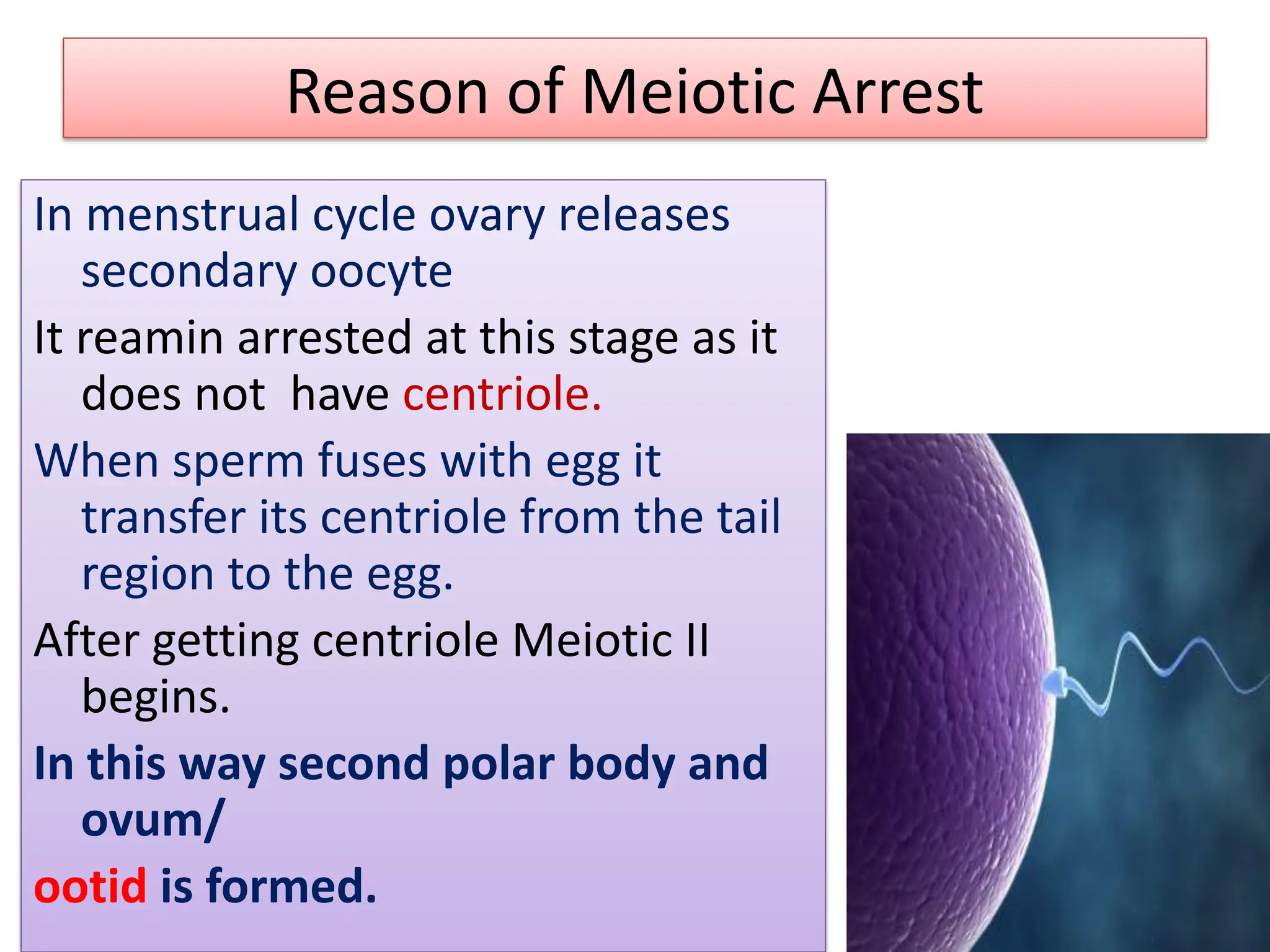 OOGENESIS. Class XII Biology presentation | PDF
