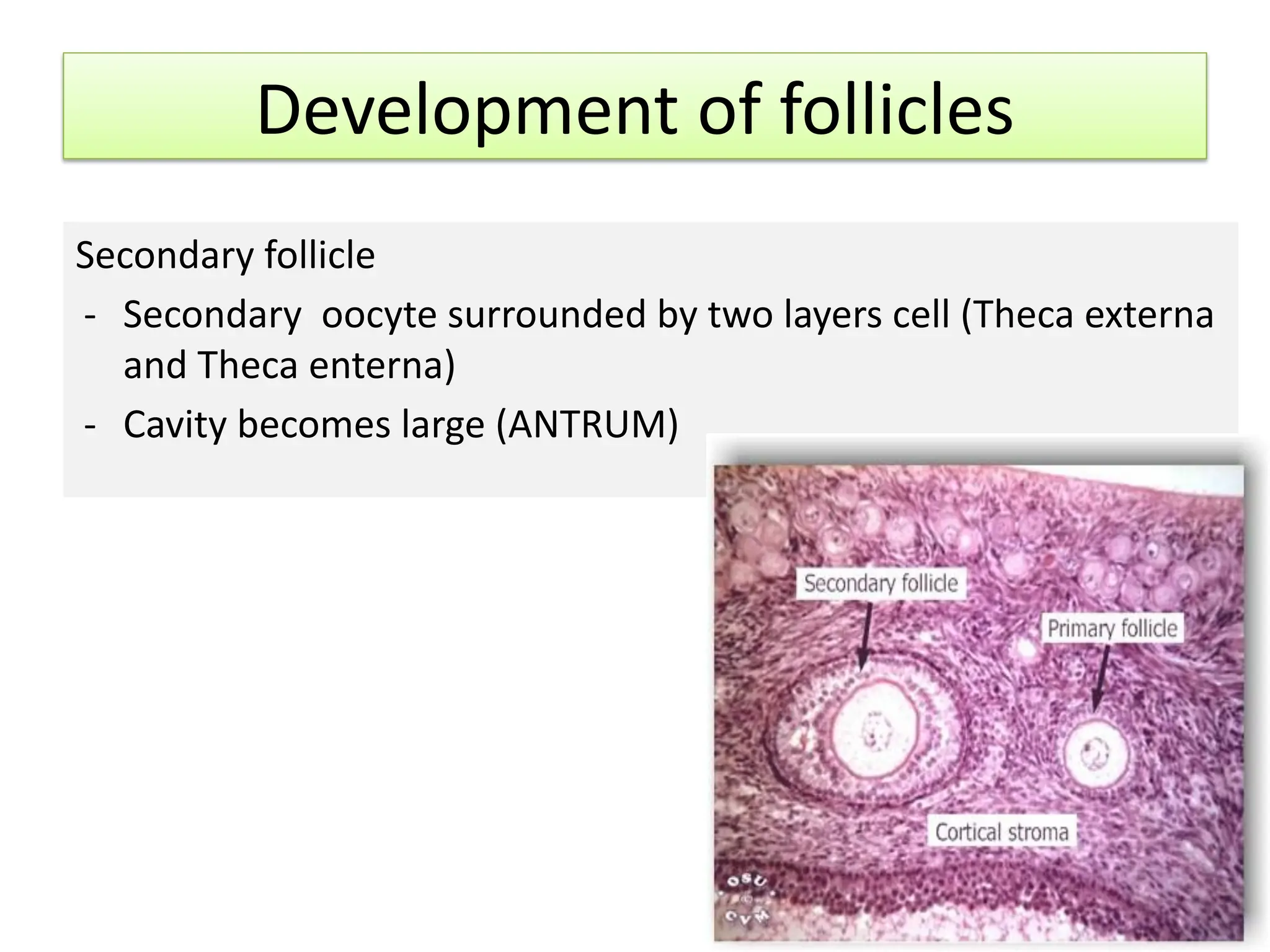 OOGENESIS. Class XII Biology presentation | PDF