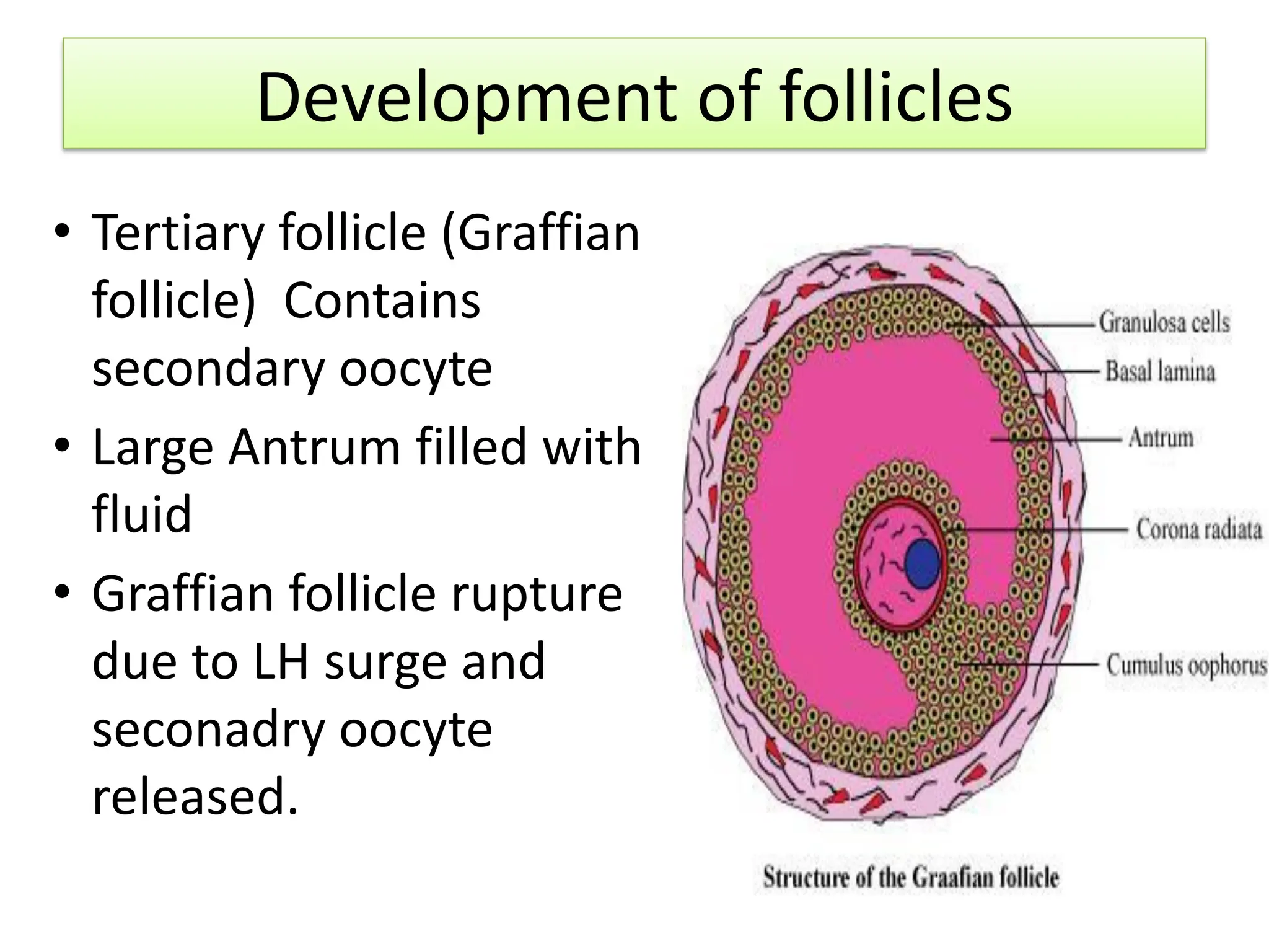 OOGENESIS. Class XII Biology presentation | PDF
