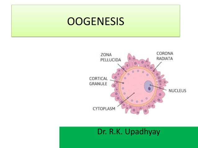 OOGENESIS. Class XII Biology presentation | PDF | Infertility ...