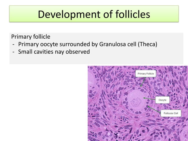 OOGENESIS. Class XII Biology presentation | PDF | Infertility ...
