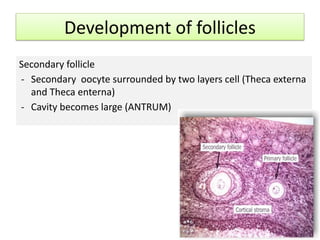 OOGENESIS. Class XII Biology presentation | PDF