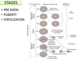 OOGENESIS. Class XII Biology presentation | PDF