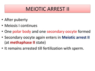 OOGENESIS. Class XII Biology presentation | PDF