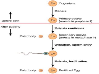OOGENESIS. Class XII Biology presentation | PDF