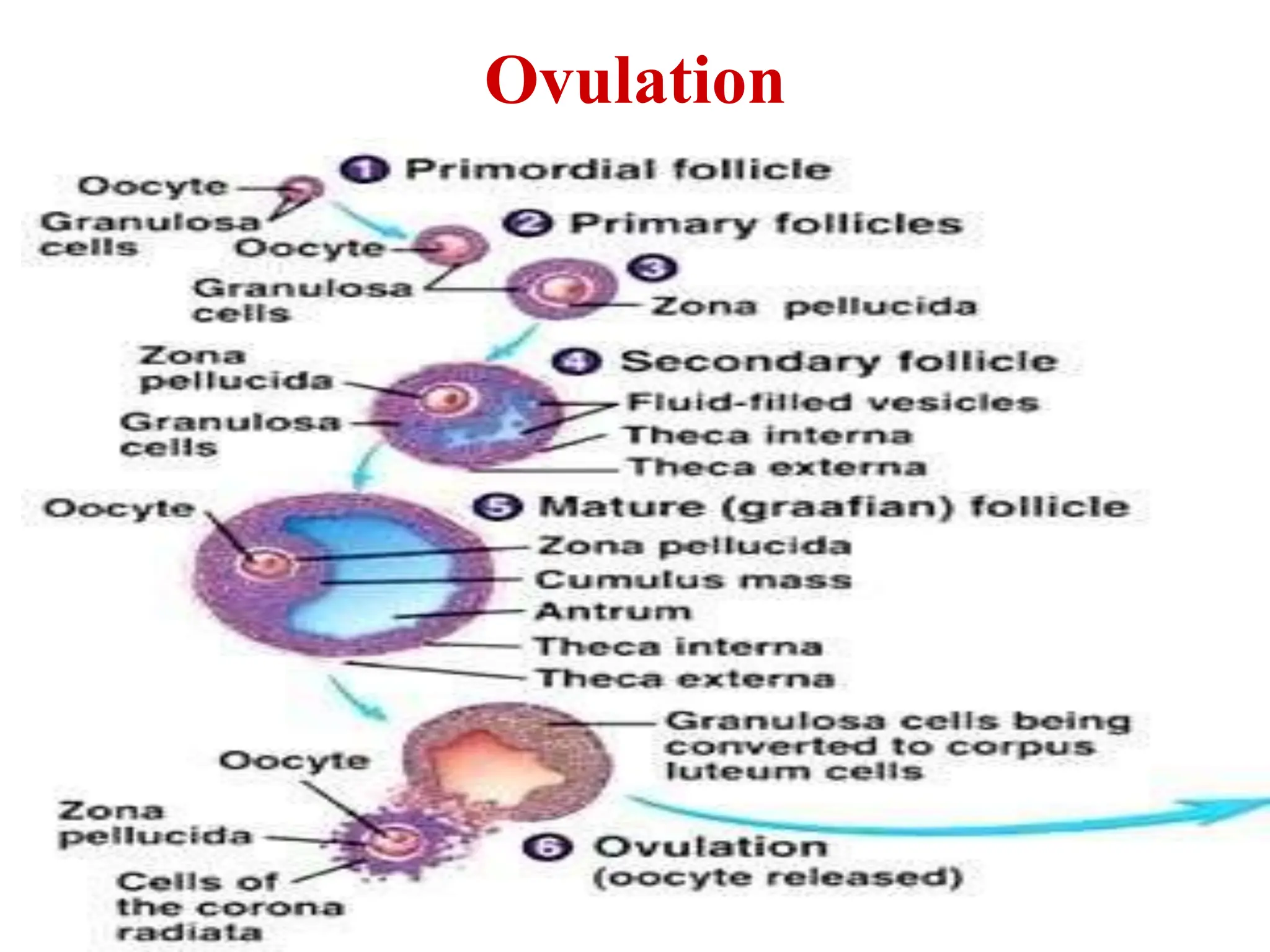 Oogenesis :process of oogenesis in mammals.pptx