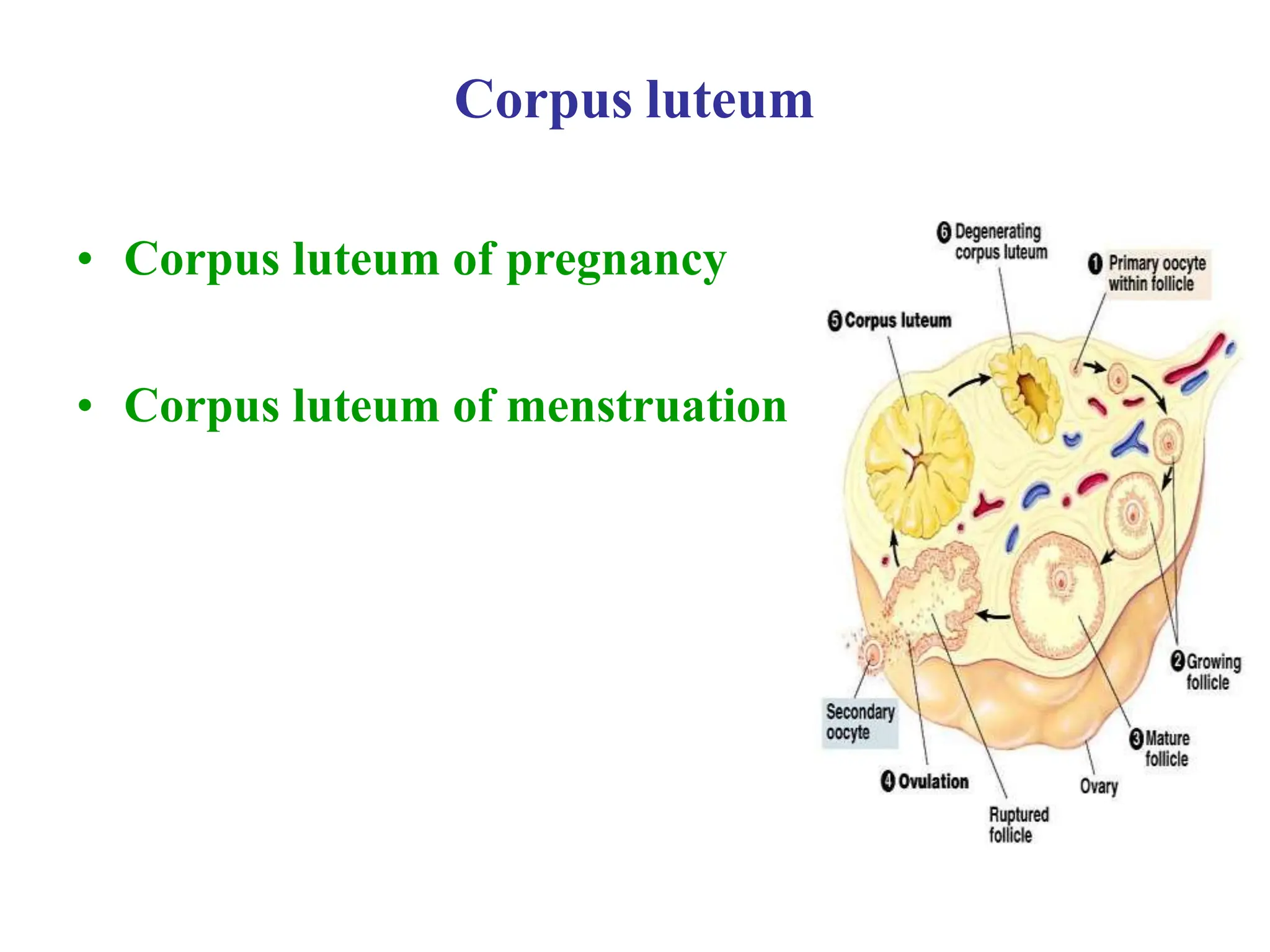 Oogenesis :process of oogenesis in mammals.pptx