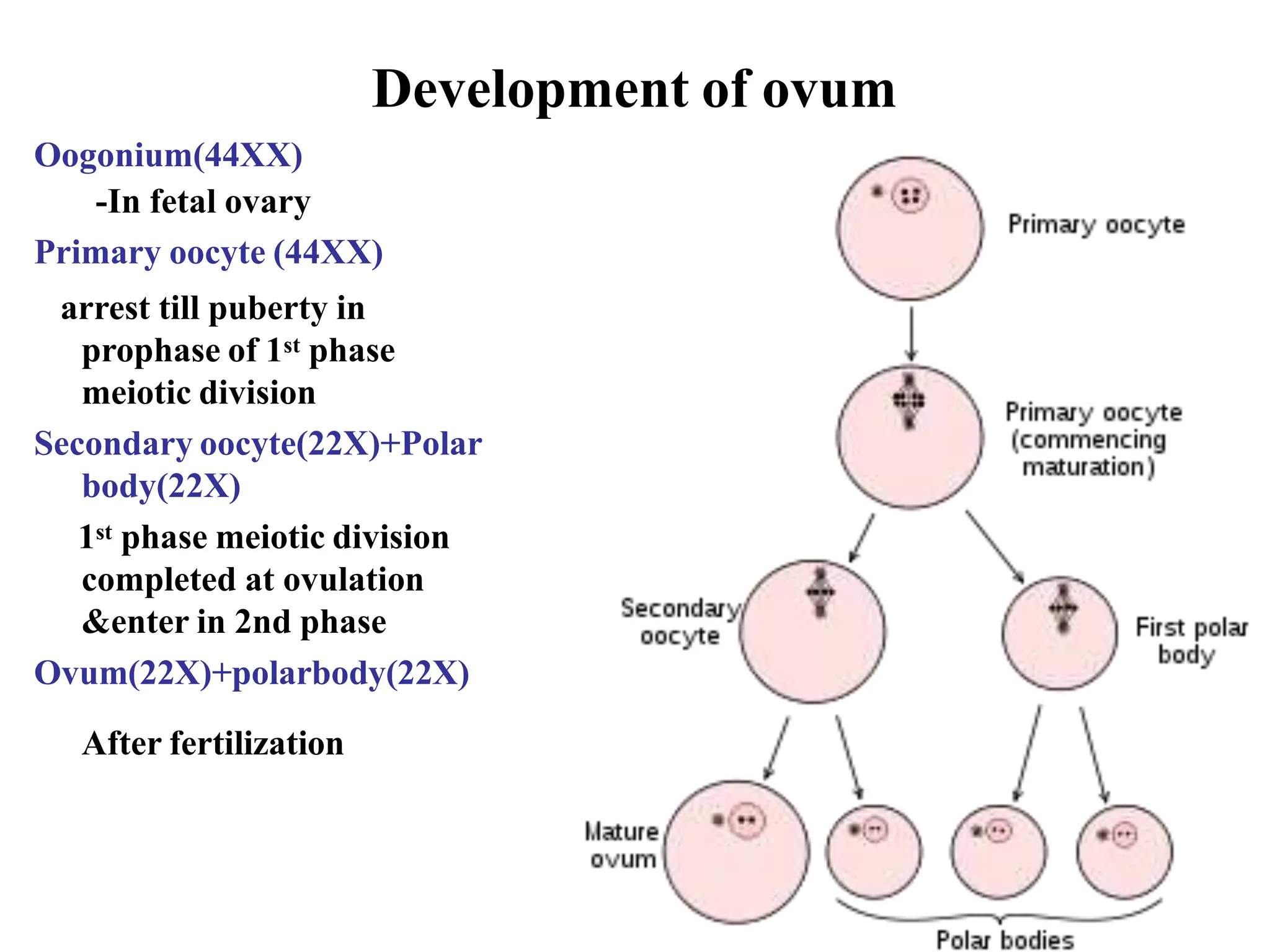Oogenesis :process of oogenesis in mammals.pptx