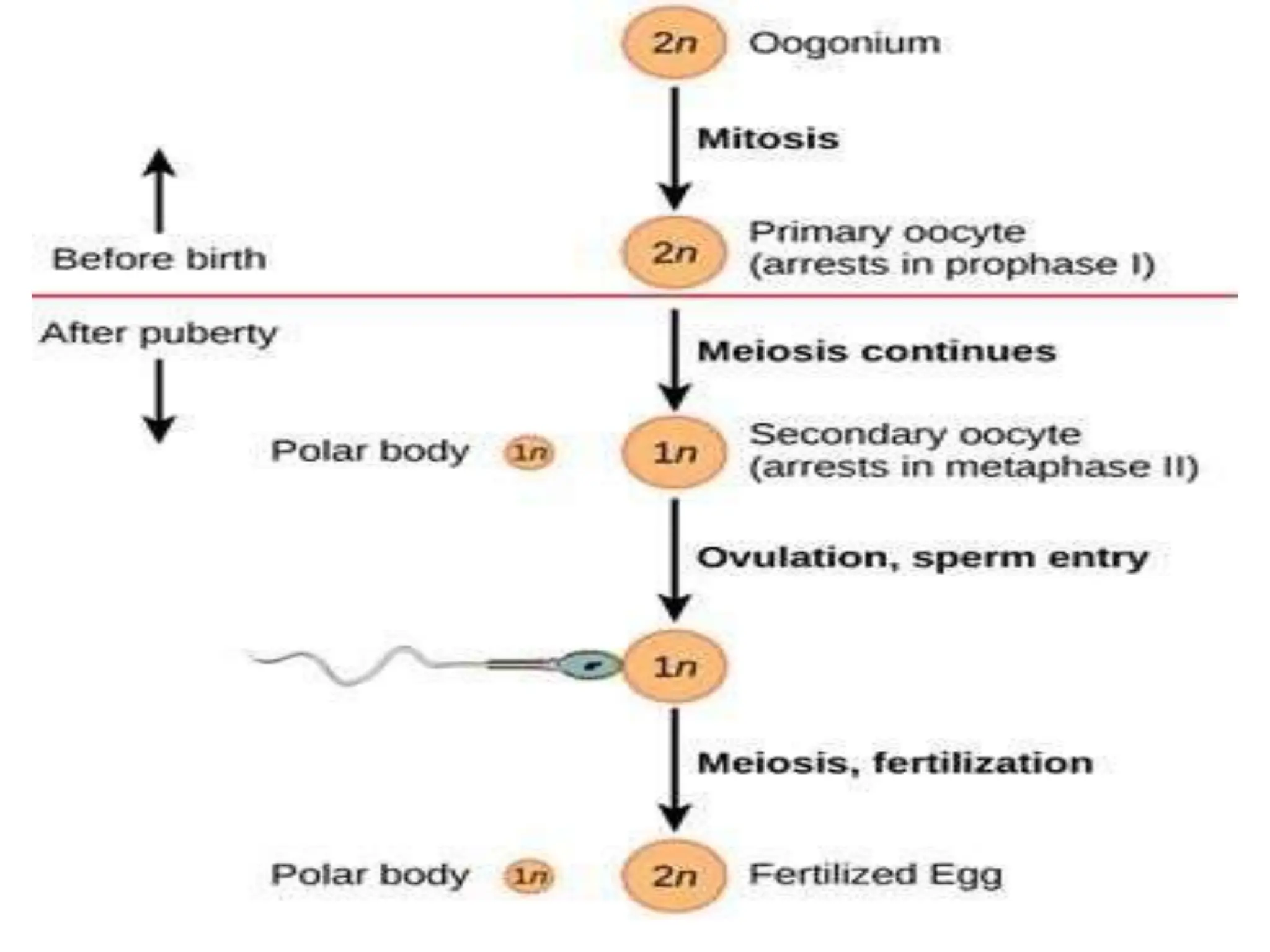 Oogenesis :process of oogenesis in mammals.pptx