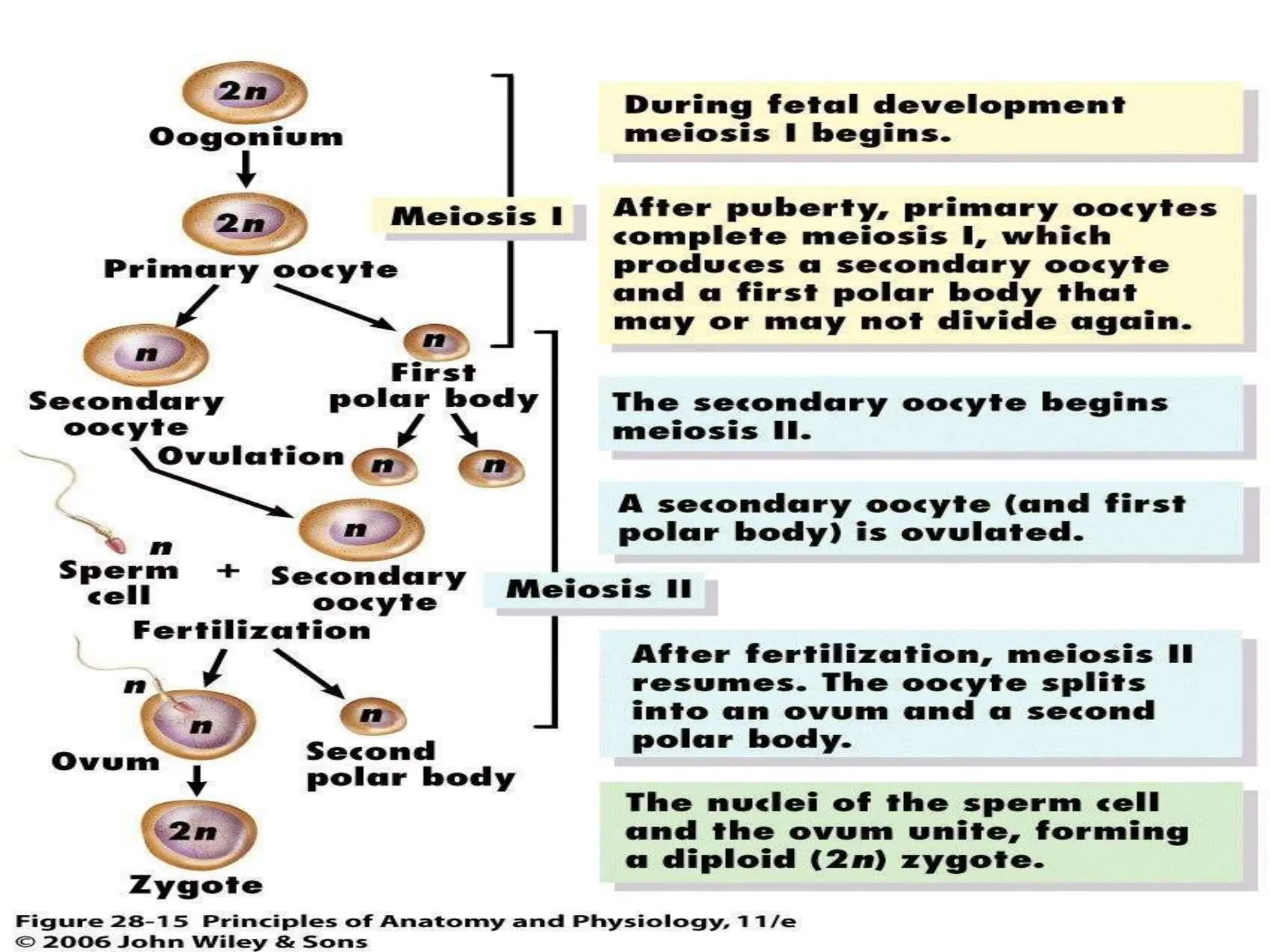 Oogenesis :process of oogenesis in mammals.pptx
