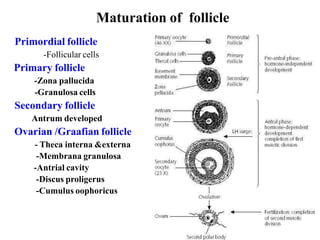 Oogenesis :process of oogenesis in mammals.pptx