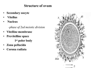 Oogenesis :process of oogenesis in mammals.pptx