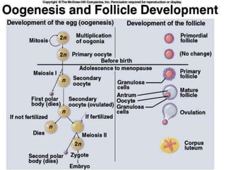 Oogenesis :process of oogenesis in mammals.pptx